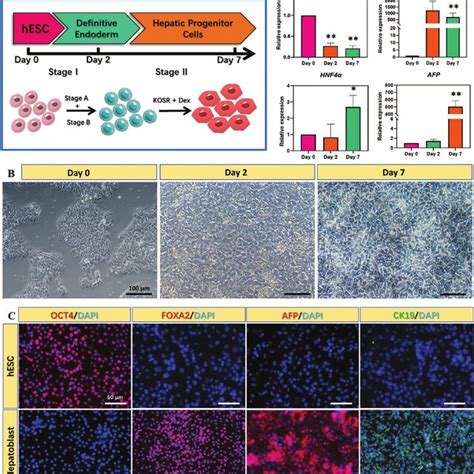 Differentiation Of Hesc Into Hepatoblasts A Protocol Of Hepatic