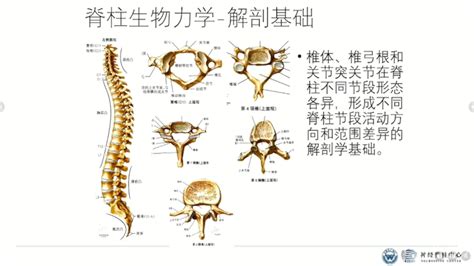 王凯教授：脊柱的矢状位和冠状位平衡 脑医汇