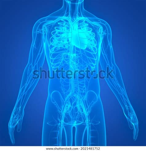 인간 순환시스템 심장 해부학3d 스톡 일러스트 2021481752 Shutterstock