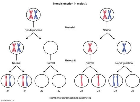 Nondisjunction In Meiosis I And Ii Genética