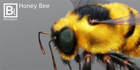 Honey Bee Blender Market