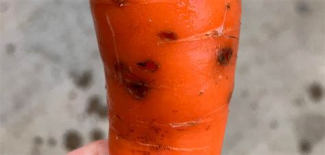Bio Boost For Cavity Spot In Carrots Hort News Bio Boost For Cavity Spot In Carrots Hort News