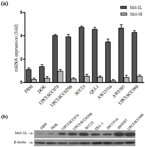 Expression Of Mcl Isoforms In Oral Cell Lines A Expression Of