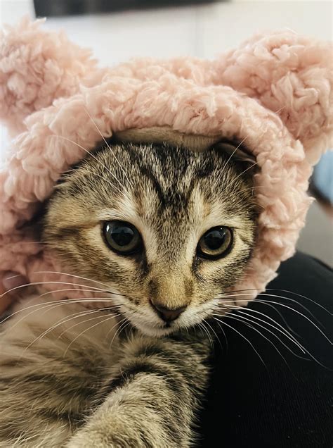 Cuteness Overload 😻 R Aww