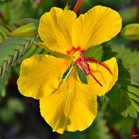 Chamaecrista Fasciculata Common Partridge Pea Golden Cassia Large