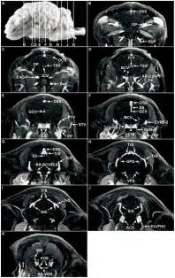 a lateral left view of the ovine brain lines delineate the levels