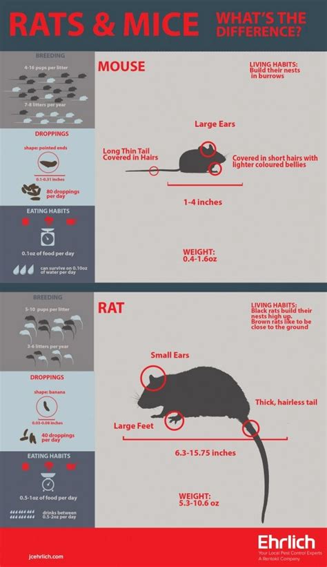 Whats The Difference Between Rats And Mice Rentokil Indonesia