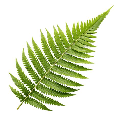 Detailed Green Fern Leaf For Botanical Art Fern Leaf Green Fern Leaf
