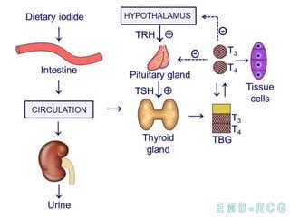Thyroid Function Tests PPTX