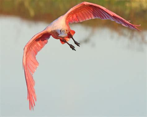Roseate Spoonbill Platalea Ajaja 10000 Birds