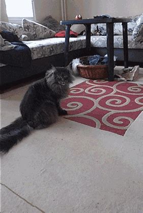 Maine Coon Cute Cat  Wiffle
