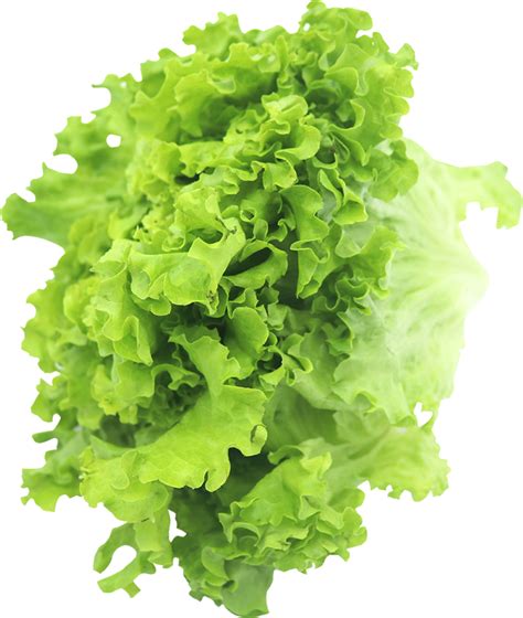 Xà Lách Lolo Xanh Fujimart