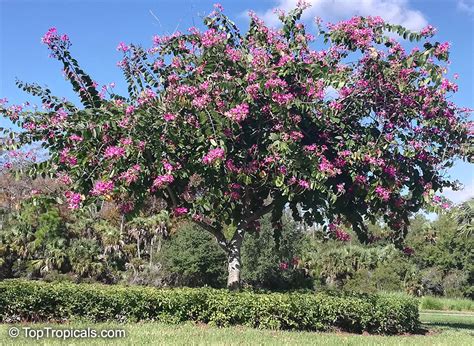 Bauhinia Blakeana For Sale Bauhinia X Blakeana Hong Kong Orchid Tree
