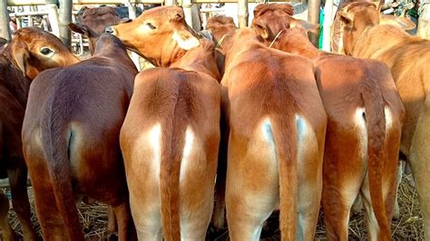 খামার করার জন্য উন্নত জাতের গরু কিনুন সিটি হাটে।মাএ ৪০হাজার। Gorur Hat Youtube