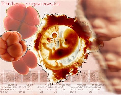 Embryogenesis On Behance