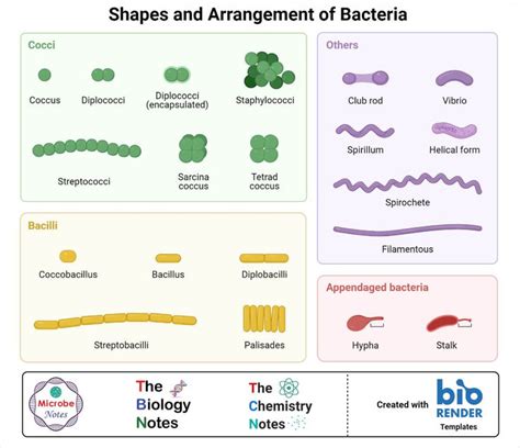 Bacteria Definition Structure Shapes Sizes And Classification