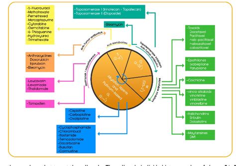 Figure 2 From Cancer Cell Cycle Heterogeneity As A Critical Determinant