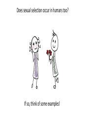 Exploring Sexual Selection In Humans Examples And Hypotheses Course Hero