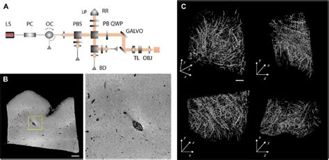 Oct Analysis A Schematic Rendering Of The Oct Apparatus Ls Light Download Scientific