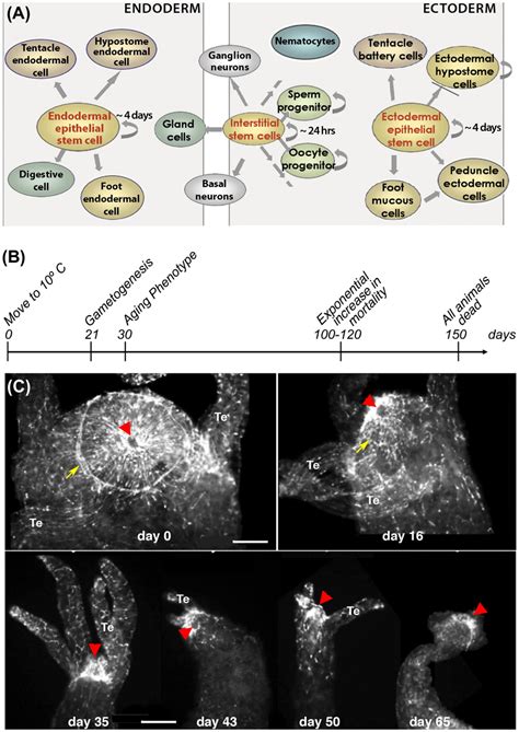 A Scheme Depicting The Different Cell Types In Hydra Endodermal And
