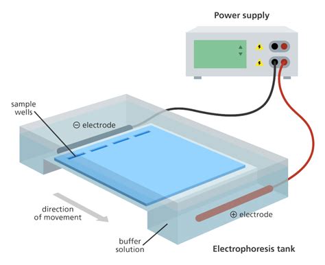 Agarose Gel Electrophoresis Definition Principle Procedure