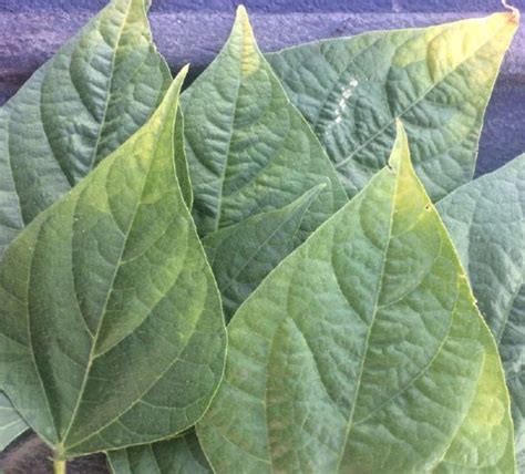 Potato Leafhopper And General Insect Update For Field Crops Field Crops