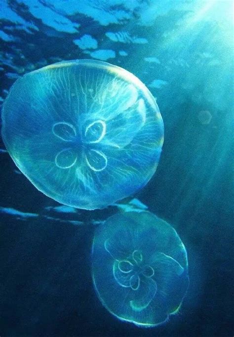 漲知識了，你絕地麼有見過的透明生物 每日頭條