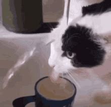 Cats Drinking Water Funny