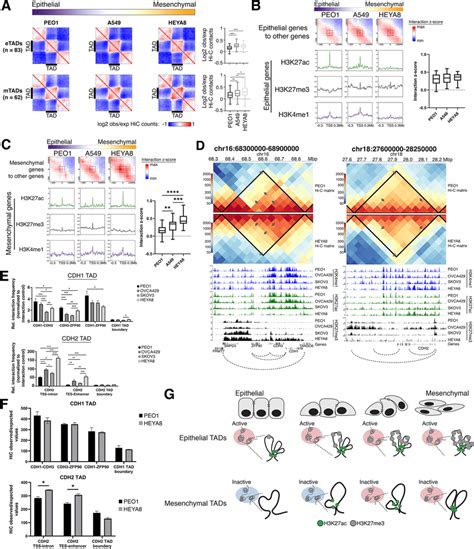 A Aggregate Tad Plot Showing Normalized Observed Expected Hi C Counts Download Scientific
