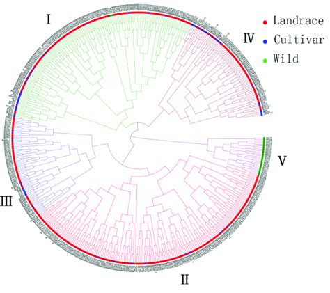 Hierarchical Clustering Dendrogram Analysis The 475 Adzuki Bean Download Scientific Diagram