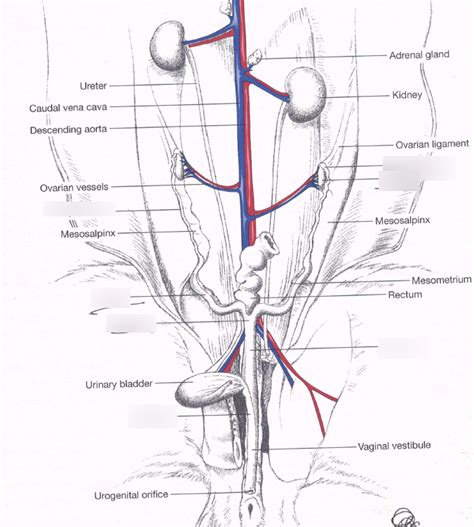 8 4 Female Reproductive Rabbit Diagram Quizlet