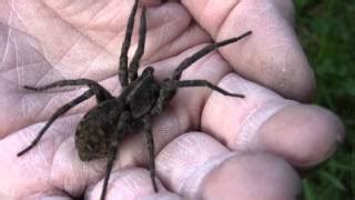 Wolf Spider Size Comparison