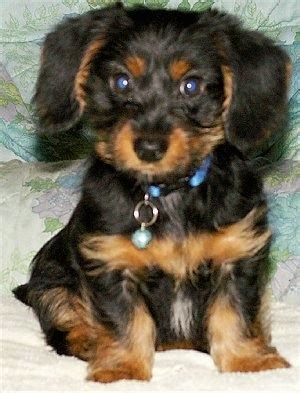 Dorkie Full Grown
