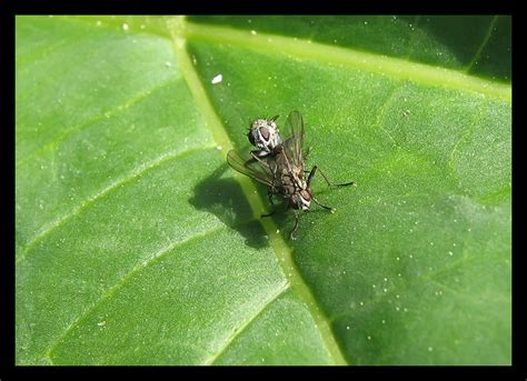 More Bug Porn A Photo On Flickriver