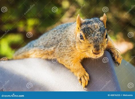 lazy squirrel stock image image of genus tailed outdoor 40876225