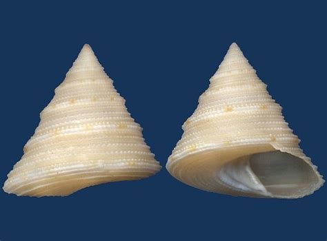 Shell Astele Bularra Seashell Ebay