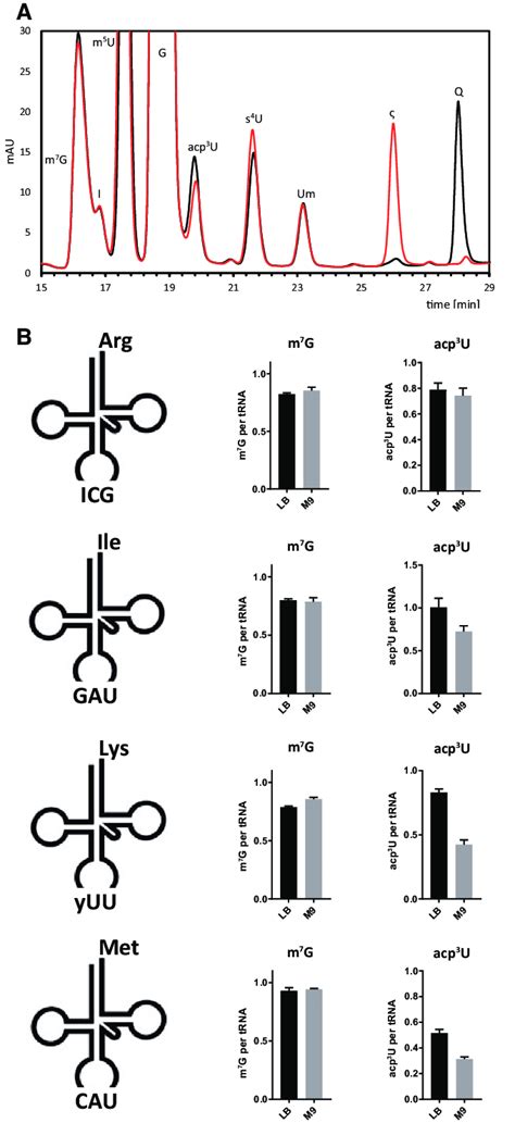 Influence Of The Growth Medium On The Level Of Acp 3 U Modification