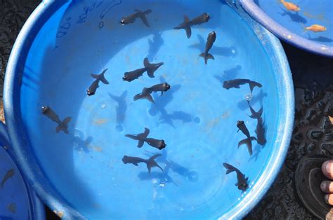 Dsc0092 Subrata Chatterjee Flickr