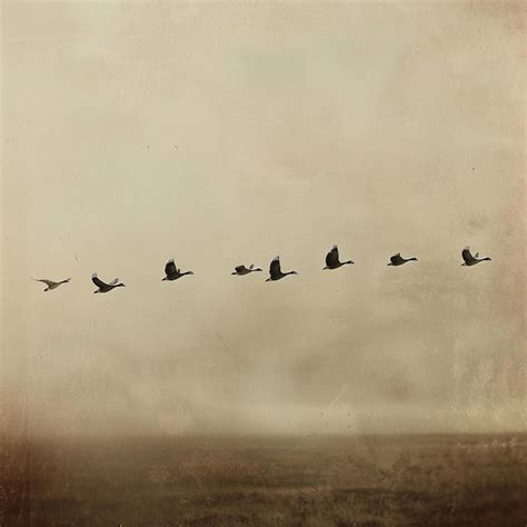 Geese Migration Spectacle Images Free Download On Freepik