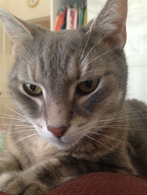 The Feline Lymphoma Cancer Caregivers Guide