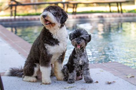 The Sheepadoodle Craze Unveiling The Charm Of This Fluffy Hybrid Breed