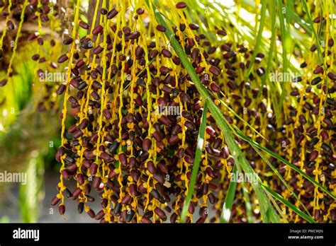 Pygmy Date Palm Phoenix Roebelenii Fruit Closeup Davie Florida