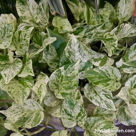 Golden Pothos Plant Care An Easy Care Plant With Long Trails