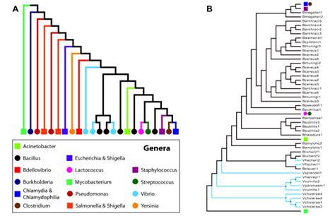 Visualization Of Similaritydissimilarity Of Codon Usage Biases Between Download Scientific