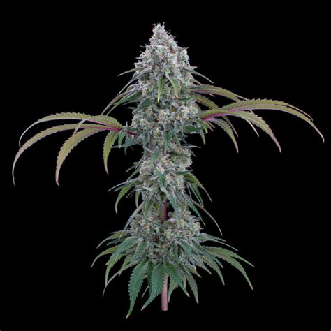 Ocifer F Buy Cannabis Seeds Online North Atlantic Seed Co