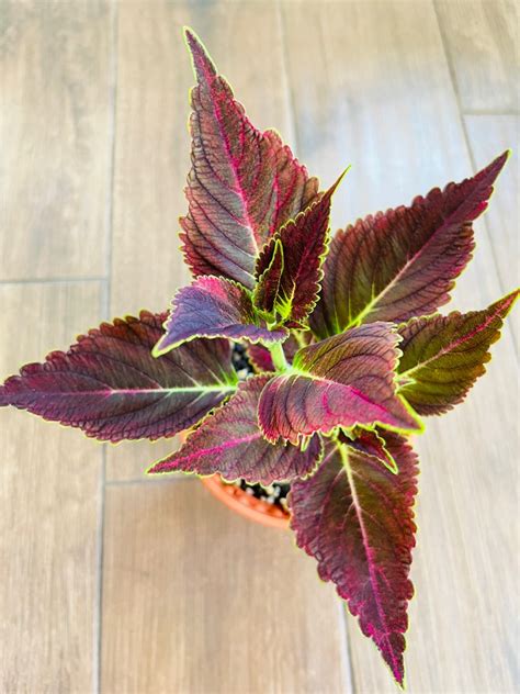 Coleus Red Velvet Furniture And Home Living Gardening Plants And Seeds On Carousell