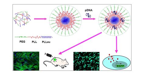 Self Assembled Cationic Micelles Based On Peg Pll Plleu Hybrid