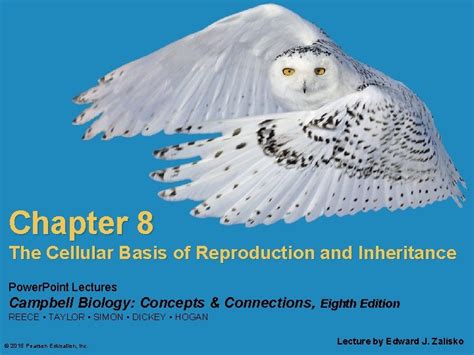 Chapter The Cellular Basis Of Reproduction And