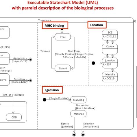 Refactoring The Automata Single Cell Model Of Thymocyte Download Scientific Diagram