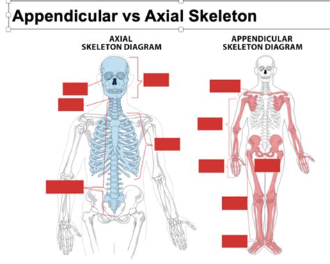 Exam 2 Lecture Upper Appendicular Skeleton Flashcards Quizlet